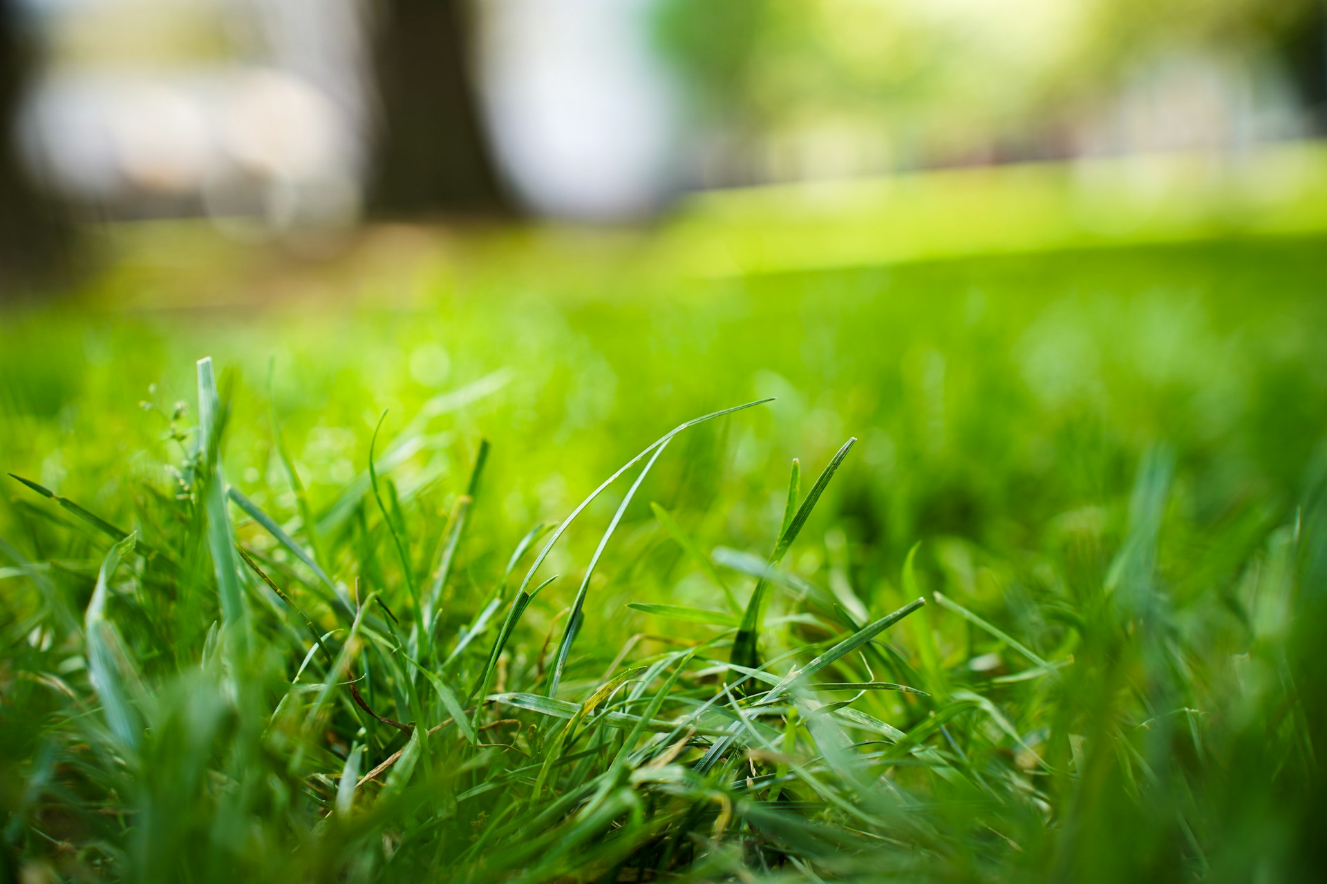 Spot and Treat Ottawa Lawn Diseases